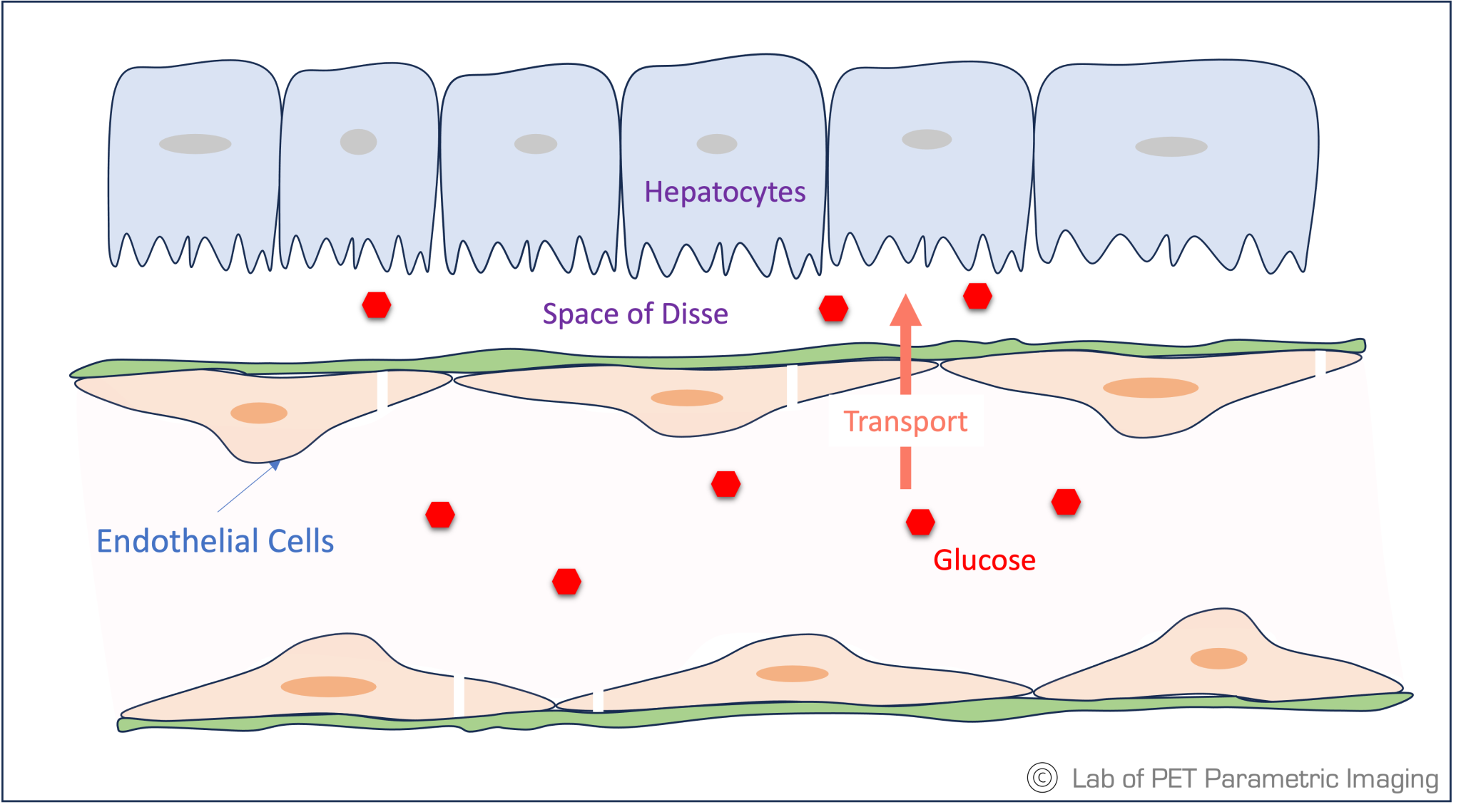 Molecular Transport Imaging of Radiotracers – Wang Lab – PET Parametric ...
