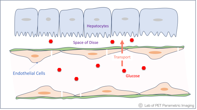 Molecular Transport Imaging of Radiotracers – Wang Lab – PET Parametric ...